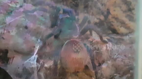 Green Bottle Blue Trantula Spider had bright colours and was a large ...