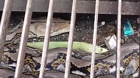 Villagers find massive 10ft python crawling through storm drain near ...
