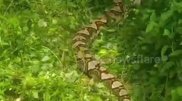 Enormous 15ft-long python found with PIG in its belly was caught in ...