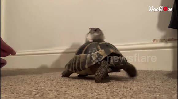 Tortoise loves being silly and giving its hamster buddy a ride on its ...