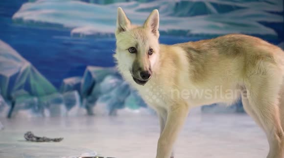 World's first cloned Arctic wolf revealed in northern China - Buy, Sell ...