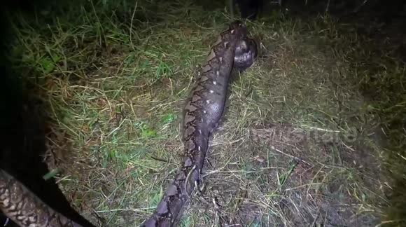 Massive 17ft long python caught after eating family's pet dog - Buy ...