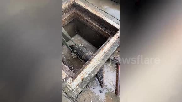 Hapless monitor lizard rescued after its head was stuck in drain in ...