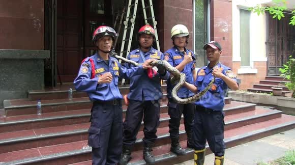 Firefighters remove 4-metre-long python from attic of resident's home ...
