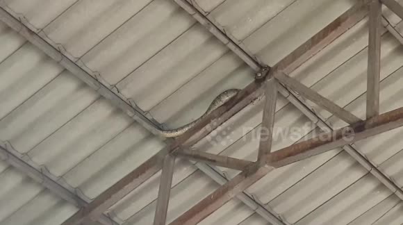 Brave snake catcher climbs roof beam to catch massive 10ft-long python ...