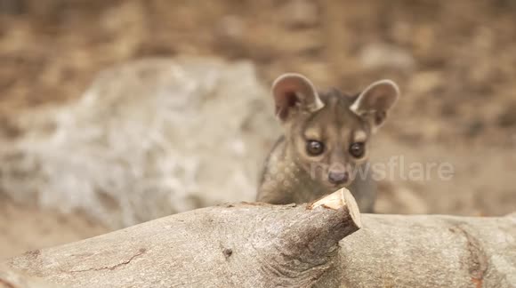 Adorable footage shows the first rare fossa pups to be born at Chester ...