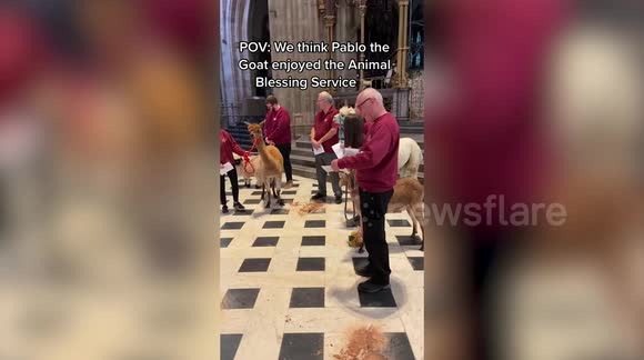 Hilarious footage of a GOAT singing in Worcester Cathedral goes viral ...