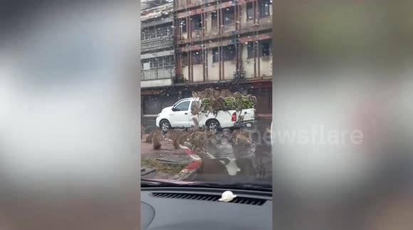 Dozens of wild monkeys ransack pickup truck carrying bananas - Buy ...