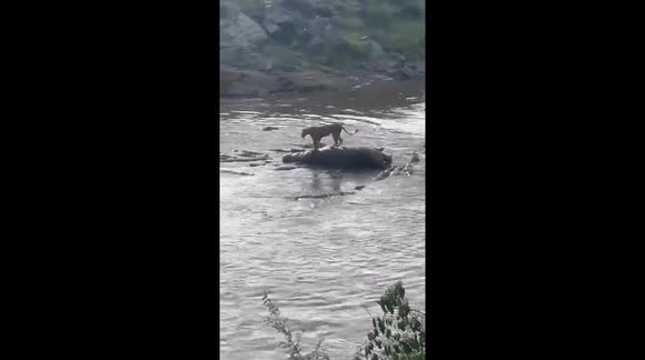 ICYMI: Lion stranded on floating hippo carcass escapes through ...