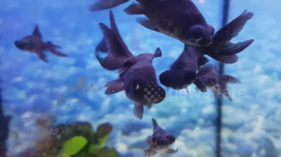 These dark colour fish species were unusual and had large eyes and a ...