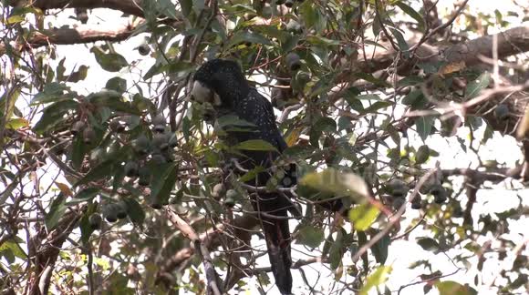 Beautiful female Red-tailed Black-Cockatoo shredding a Marri gumnut to ...