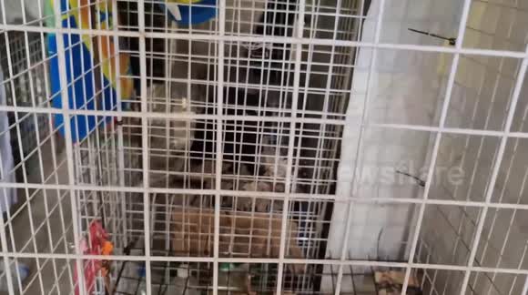 Massive 14ft-long python caught stalking pet cats and dogs in a home in ...