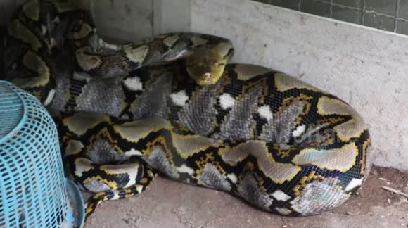 Greedy python slithers into pet cage and eats TWO CATS in Thailand ...
