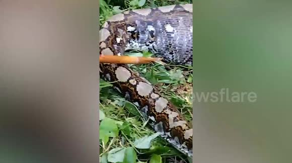 Giant python caught in durian farm after swallowing wild boar - Buy ...
