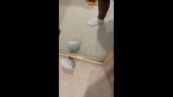 Adorable 1-year-old wearing Elmo costume waves at himself in mirror ...