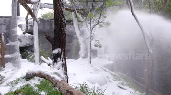 Snow leopard enclosure transformed into 'winter wonderland' at San ...