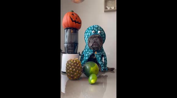 Frenchie makes the best juice in an octopus costume for halloween - Buy ...