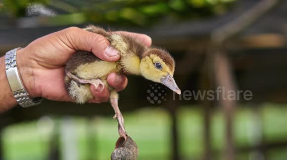 A small cute duckling is attacked by a snail. who had had a very tight ...