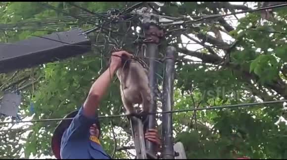 PADANG city fire department evacuates monkey trapped on power pole ...