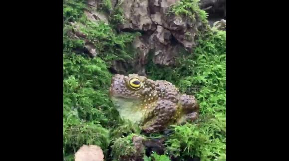 FREAKY FOOD: 'Hannibal Lecter' mum 'accused of cannibalism' creates ...