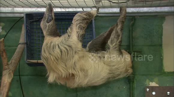 Sinfully good: see how the sloth uses long claws to climb - Buy, Sell ...
