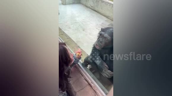 Monkey see, monkey smooch! Chimpanzee tries to kiss visitor through ...