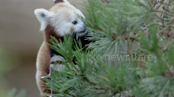 The Red Panda Needs Your Help in Saving Their Species - Buy, Sell or ...