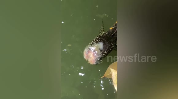 'Headless' fish remains alive despite losing eyes and mouth - Buy, Sell ...