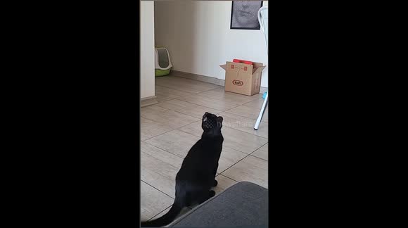 Bruce the cat doing cat stuff - He loves to catch flies - Buy, Sell or ...