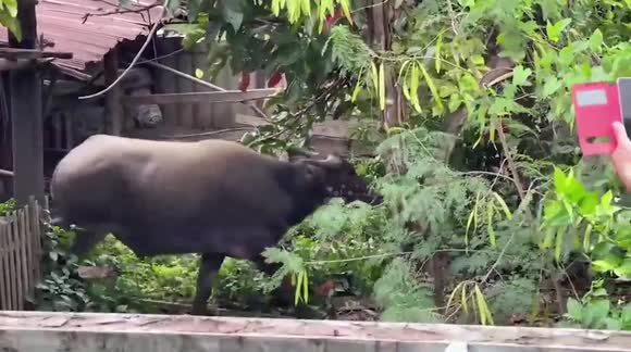 Escaped buffalo rampages through buildings attacking workers on farm in ...