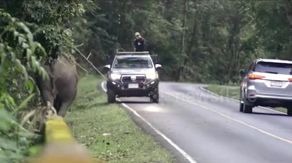 Park rangers guide mother and baby elephant off road in Thailand - Buy ...
