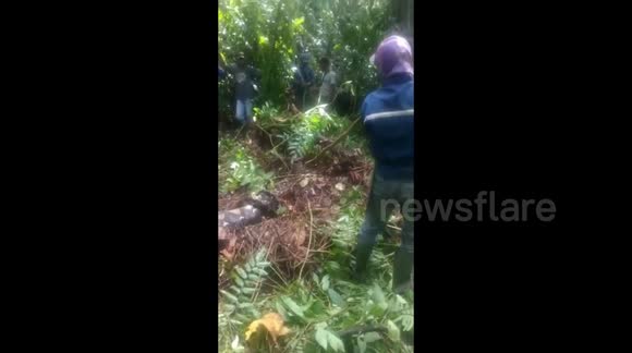 Indonesian mother eaten alive by 22-foot python in Sumatran jungle ...
