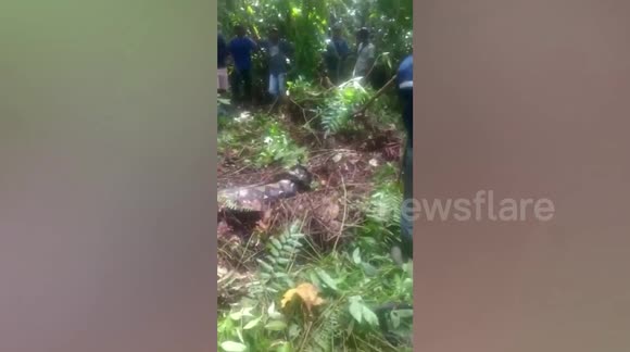 Grandmother, 54, eaten alive by 22-foot-long python in Indonesia - Buy ...