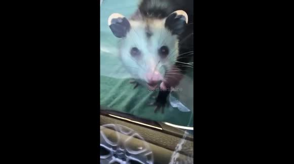 Car alarm sets off inside coworkers car - the culprit? A possum! - Buy ...