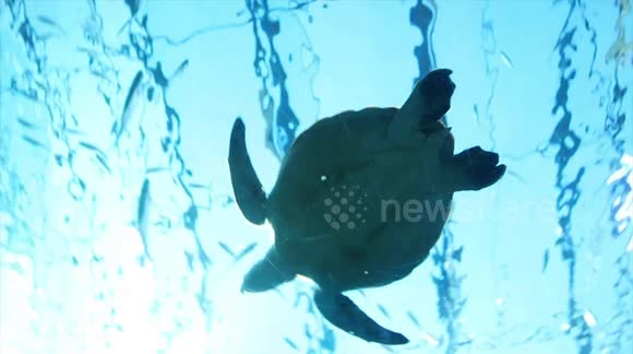 Pro Volleyball players swim in aquarium to highlight turtle ...