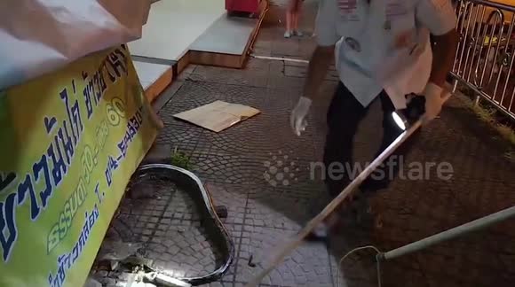 Rescuers hunt huge 15-ft python flushed out by floods in Thailand - Buy ...