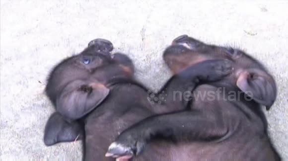 Cute Conjoined Animals