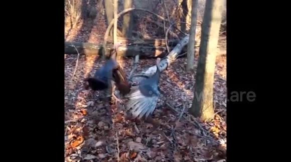Turkeys fight to near death in Michigan woods - Buy, Sell or Upload ...