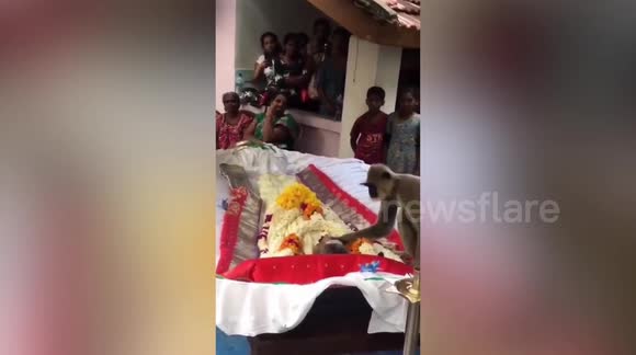Devastated monkey attends funeral of villager who took care of it in ...