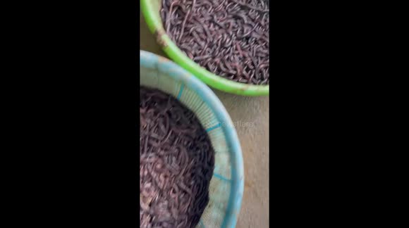 Vietnamese farmers process dried earthworms into medicinal herbs - Buy ...