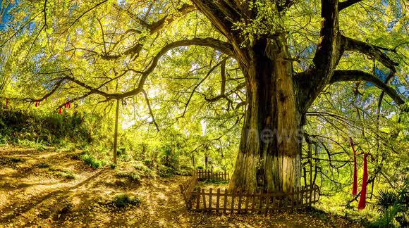A Thousand-year-old Gingko Tree in Chongqing, China - Buy, Sell or ...