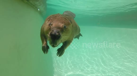 How busy can a busy beaver actually be? - Buy, Sell or Upload Video ...