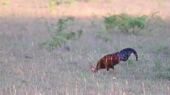 Sri lankan national bird jungle foul bird( wild chicken) - Buy, Sell or ...