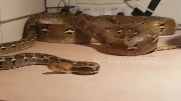 Two Large Rericulated Python Snakes live together in New house - Buy ...