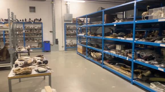 Captivating behind-the-scene footage shows huge collection of 1.4 ...