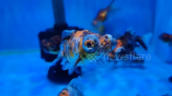 Telescope Eye Calico Goldfish - Buy, Sell or Upload Video Content with ...