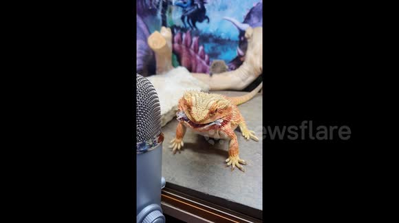 Ever watched bearded dragon ASMR? Listen to this lizard chomp on insects - Buy, Sell or Upload ...