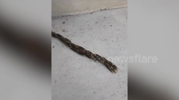 Creepy mass of worms form bizarre form outside hotel in southern ...