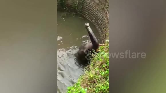 Elephant trapped in well rescued by officials breaking down walls to ...