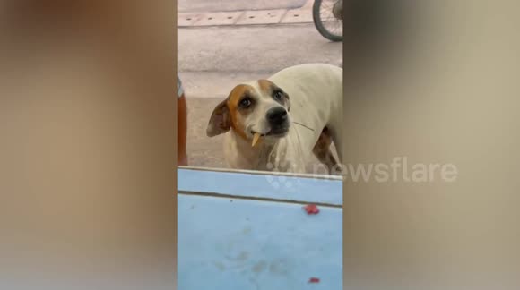 Stray dog cries in front of meat stall and wants to buy pork using leaf ...